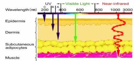 Photobiomodulation Therapy: Light-Tissue Interaction and Its Current State