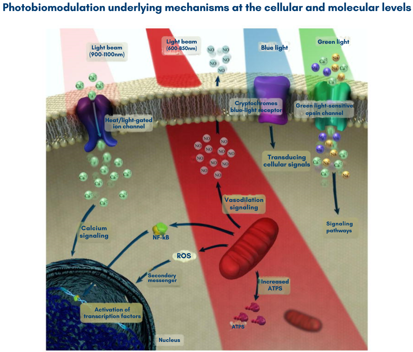 Innovative, Non-Invasive PBM Therapy for Neurological Healing