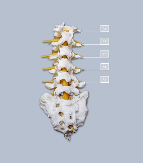 Oblique Lateral Interbody Fusion (OLIF) Surgery: Approach and Critical ...